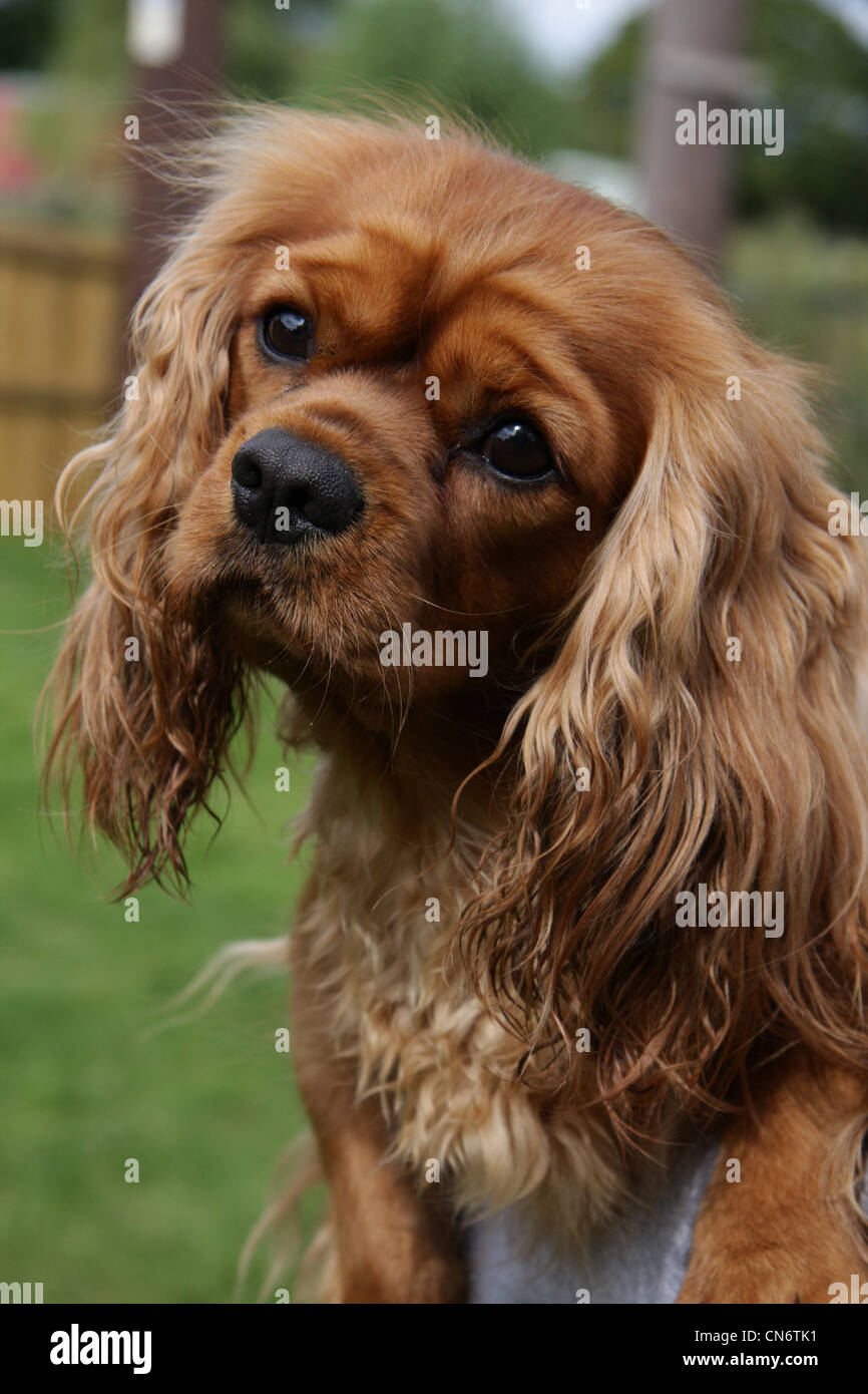 Spanial ears hi-res stock photography and images - Alamy