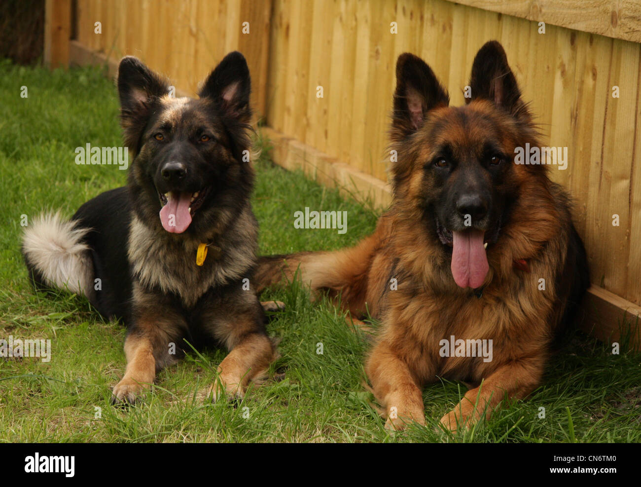 Two German Shepherds Stock Photo - Alamy