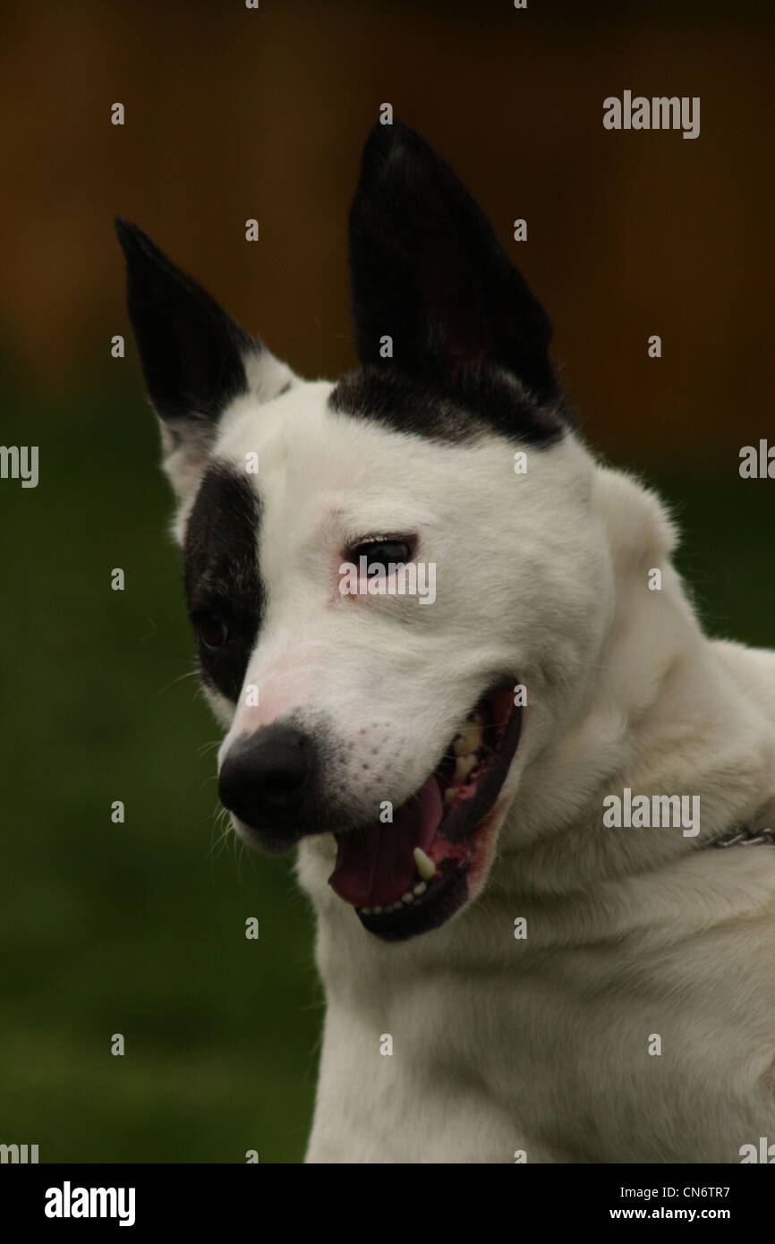 Dog With Patch High Resolution Stock Photography and Images - Alamy