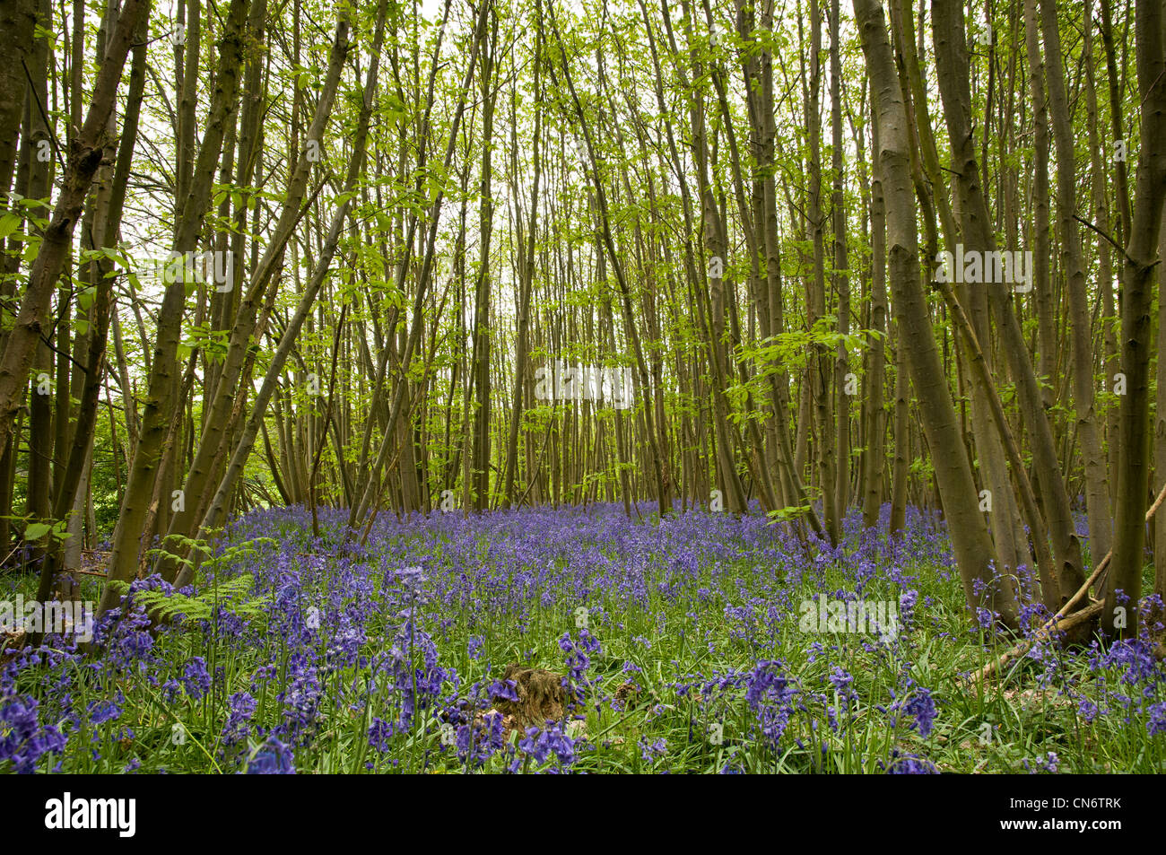 Native English bluebells (Hyacinthoides non-scripta) carpeting the ...