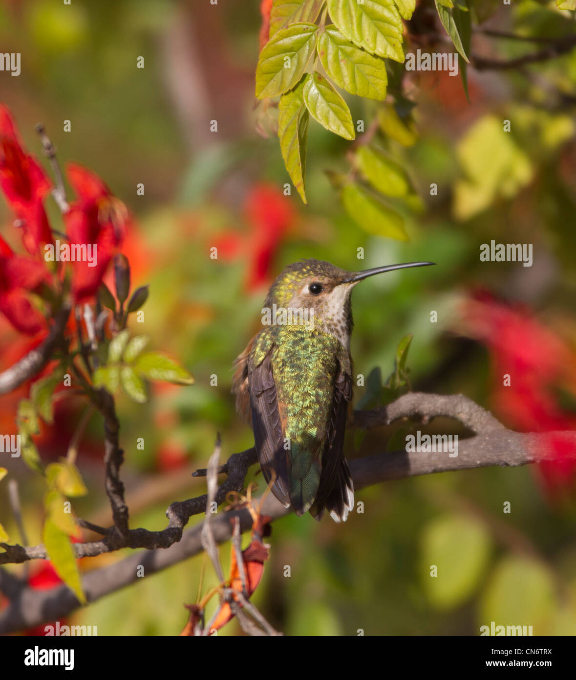 Female allens hummingbird hi-res stock photography and images - Alamy