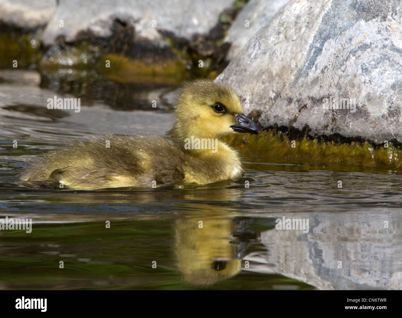Canada Goose Gosling Stock Photo - Alamy