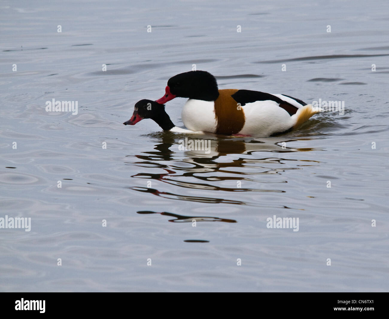 Large goose like duck with striking pied plumage hi-res stock ...