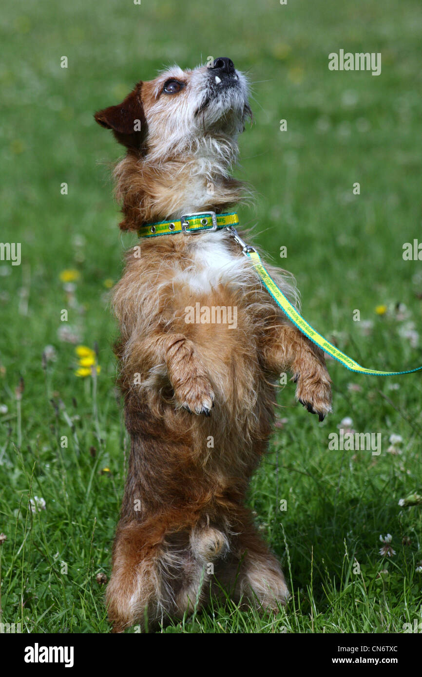 Dog doing a trick Stock Photo - Alamy