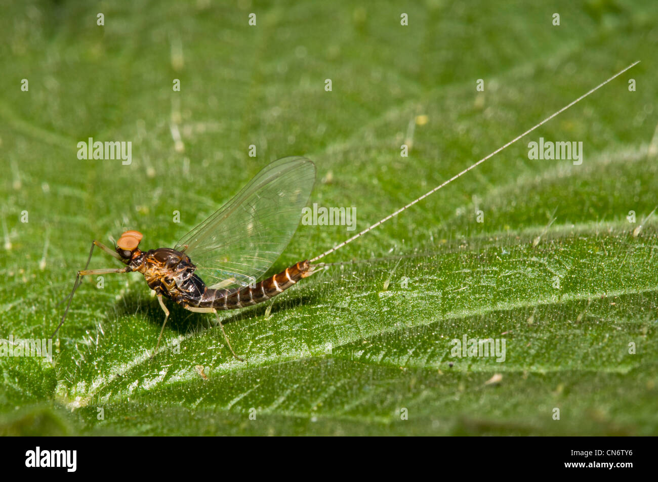 Spurwing hi-res stock photography and images - Alamy