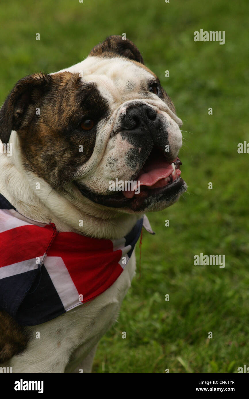 British bull dog Stock Photo - Alamy