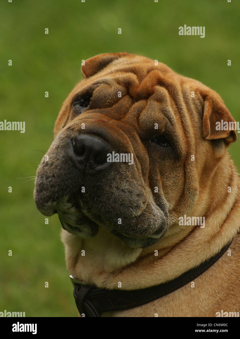 Dog with wrinkle hi-res stock photography and images - Alamy