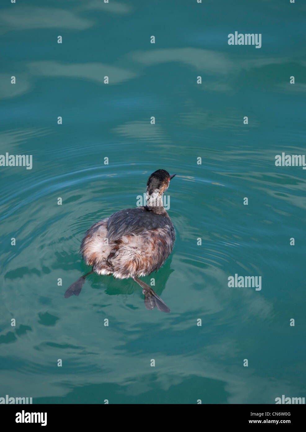 Eared grebe winter plumage hi-res stock photography and images - Alamy