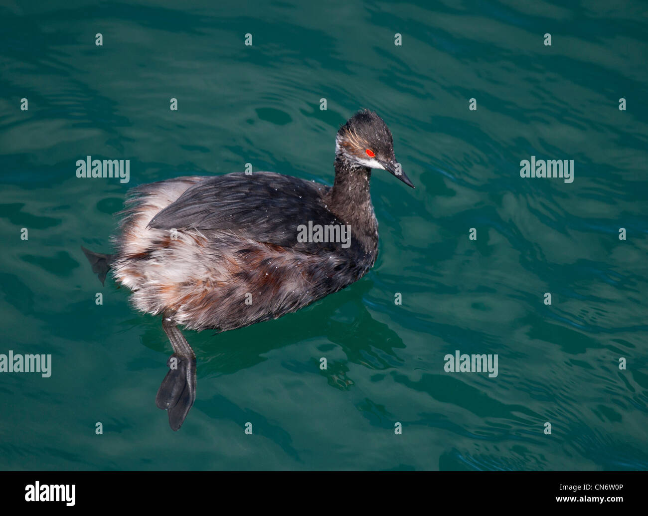 Eared grebe winter plumage hi-res stock photography and images - Alamy