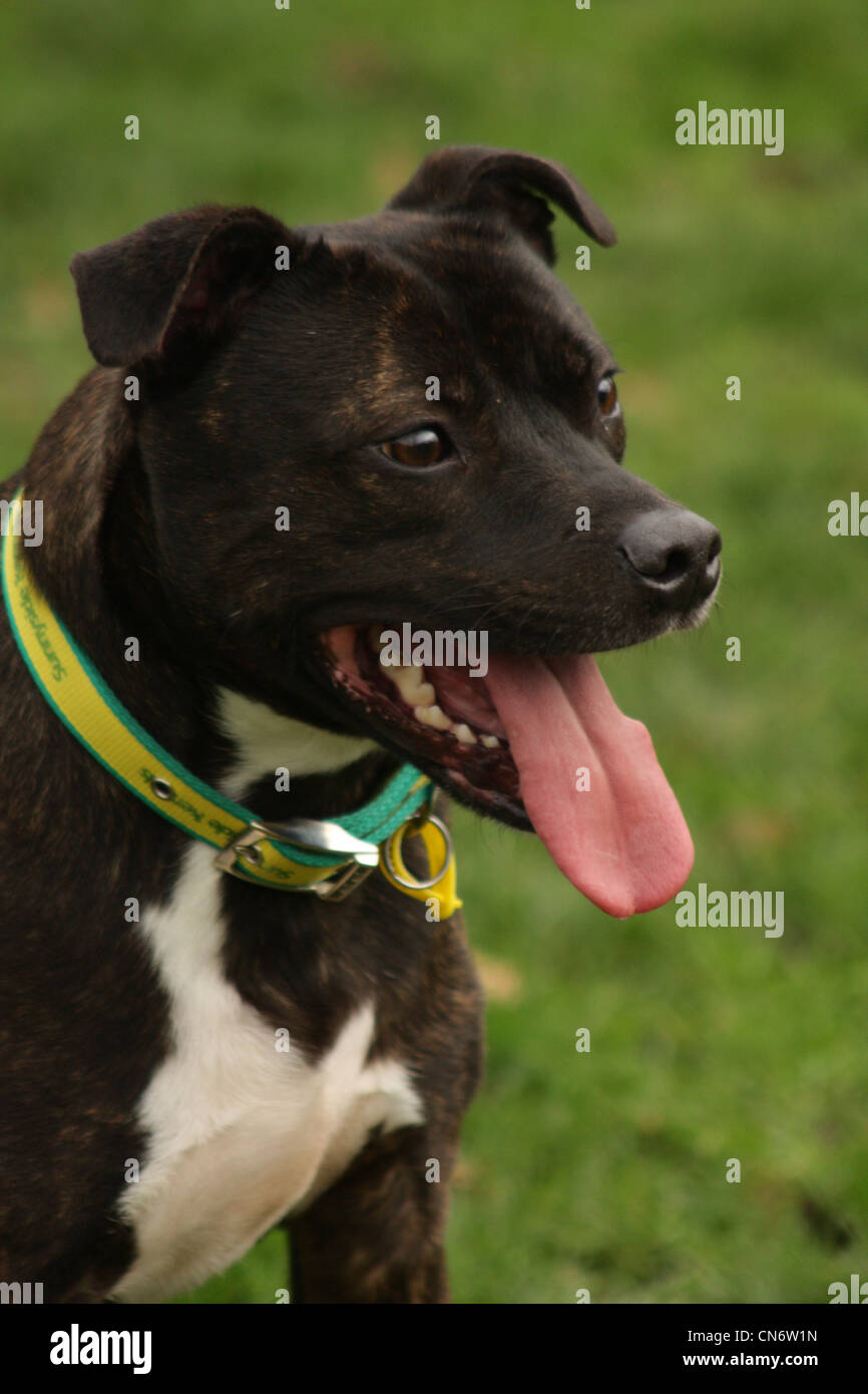 Happy dog at play Stock Photo - Alamy