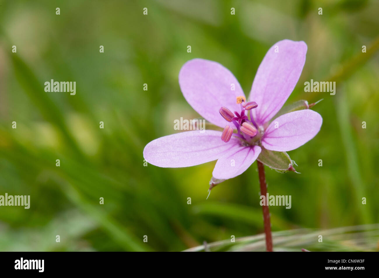 A single bloom of common stork's-bill (Erodium cicutarium) growing at ...