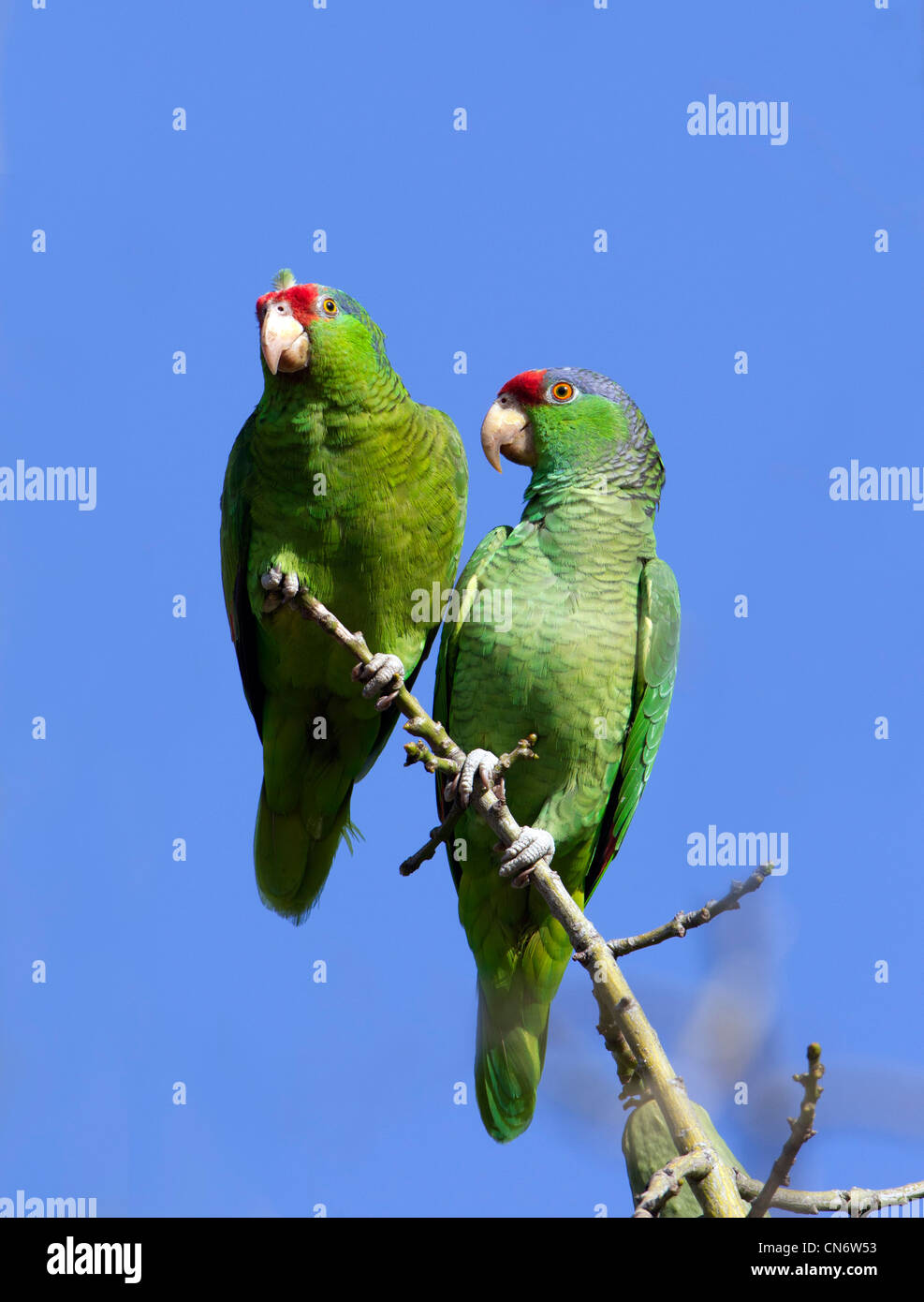 Red crowned parrots viridigenalis hi-res stock photography and images ...