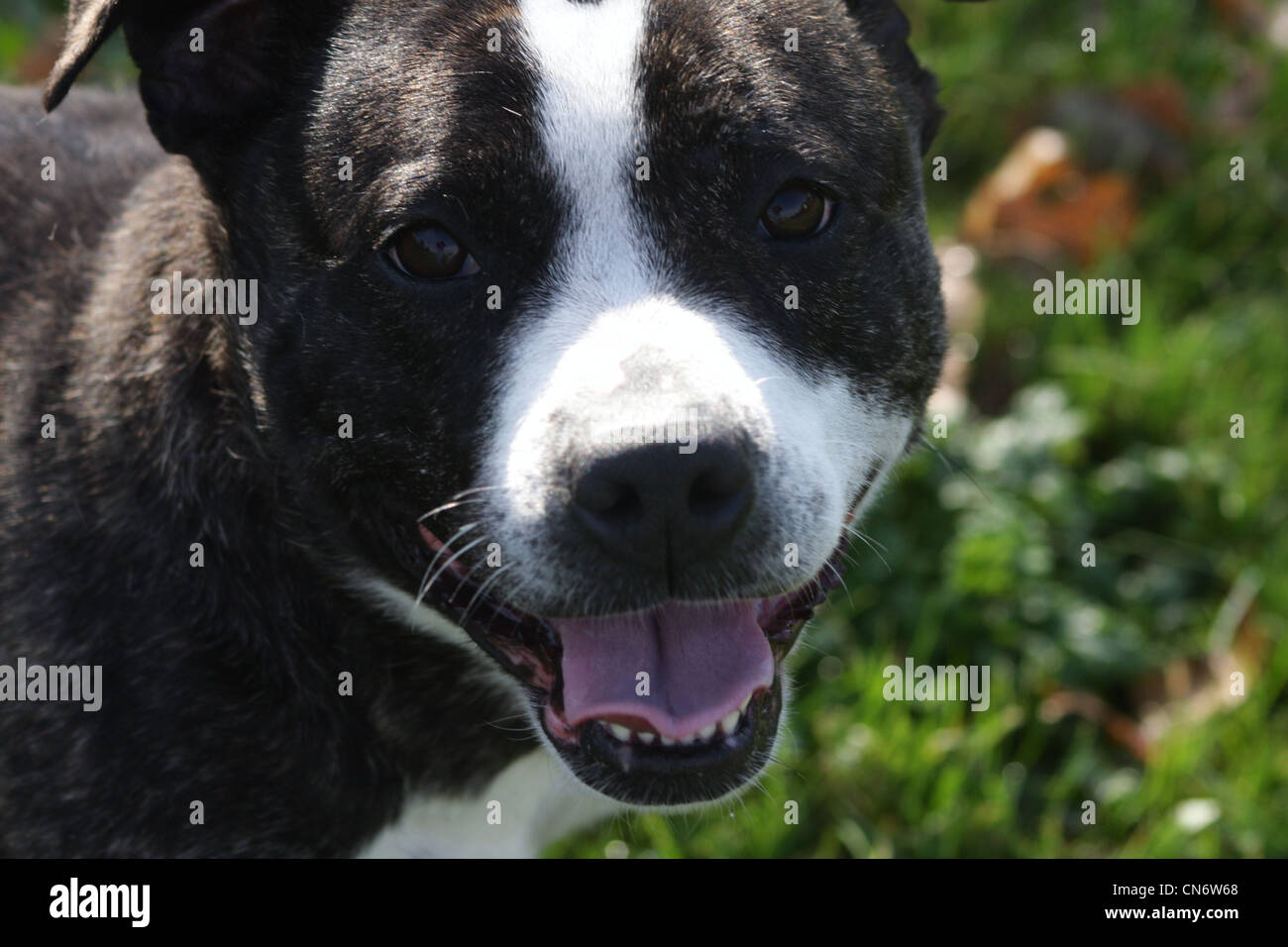 Happy staffy hi-res stock photography and images - Alamy