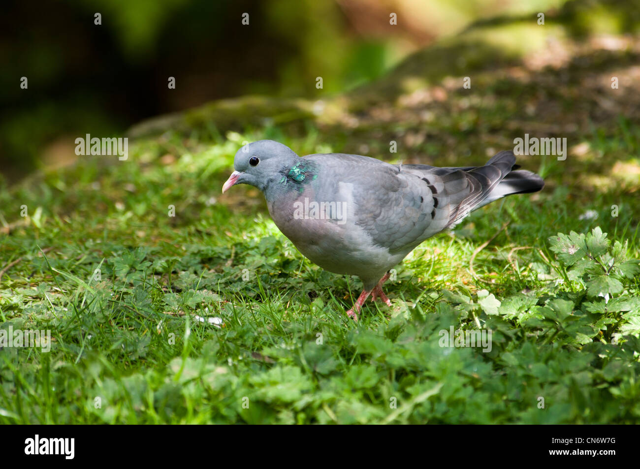A stock dove foraging on the ground in woodland. May Stock Photo - Alamy