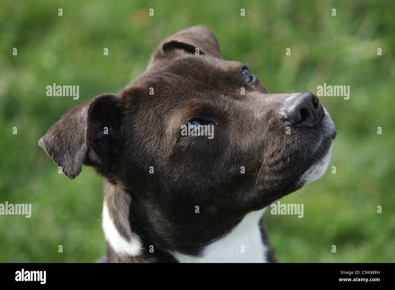 Dog head shot Stock Photo - Alamy