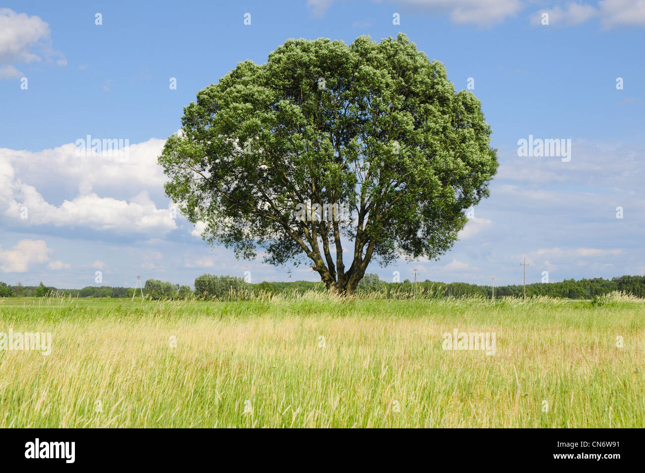 Crown mead hi-res stock photography and images - Alamy