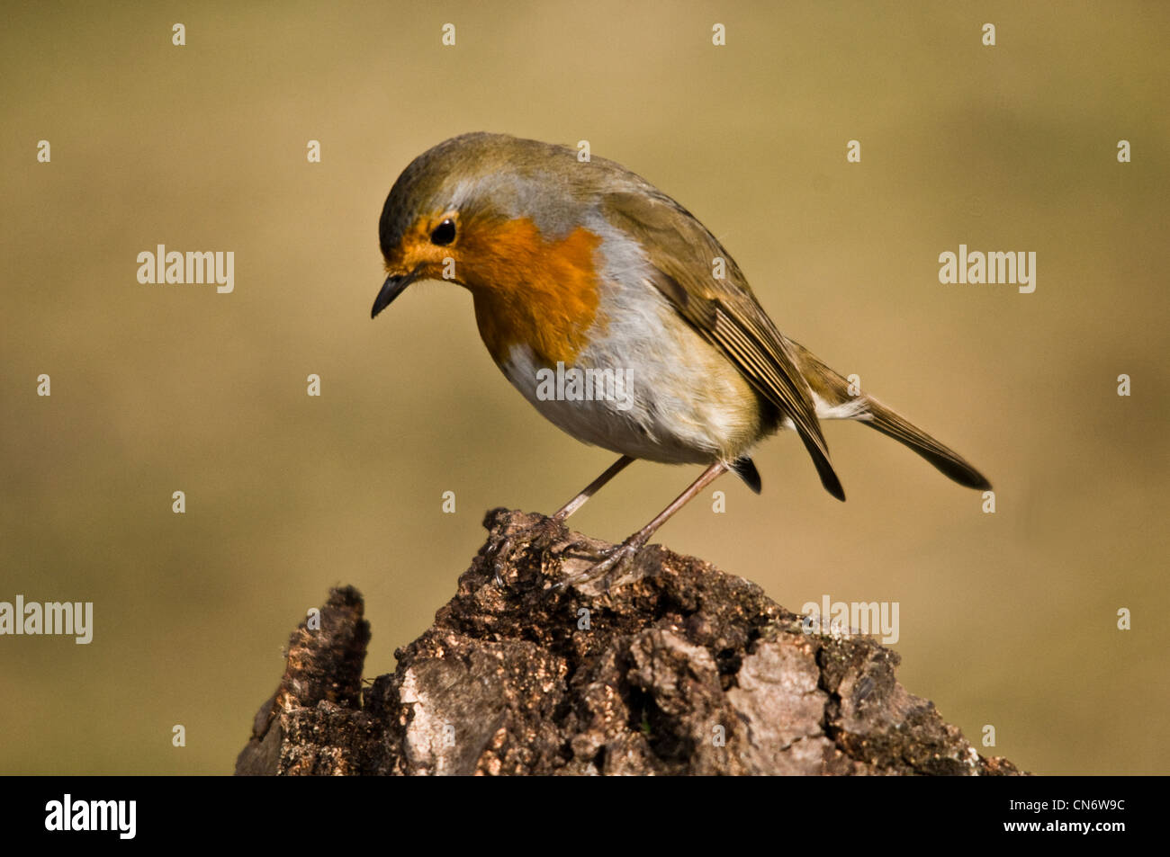 Robin on hand hi-res stock photography and images - Alamy