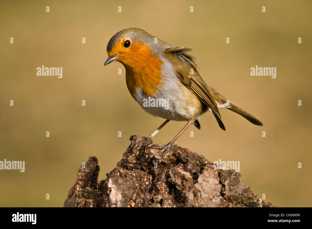 Robin on a stump hi-res stock photography and images - Alamy