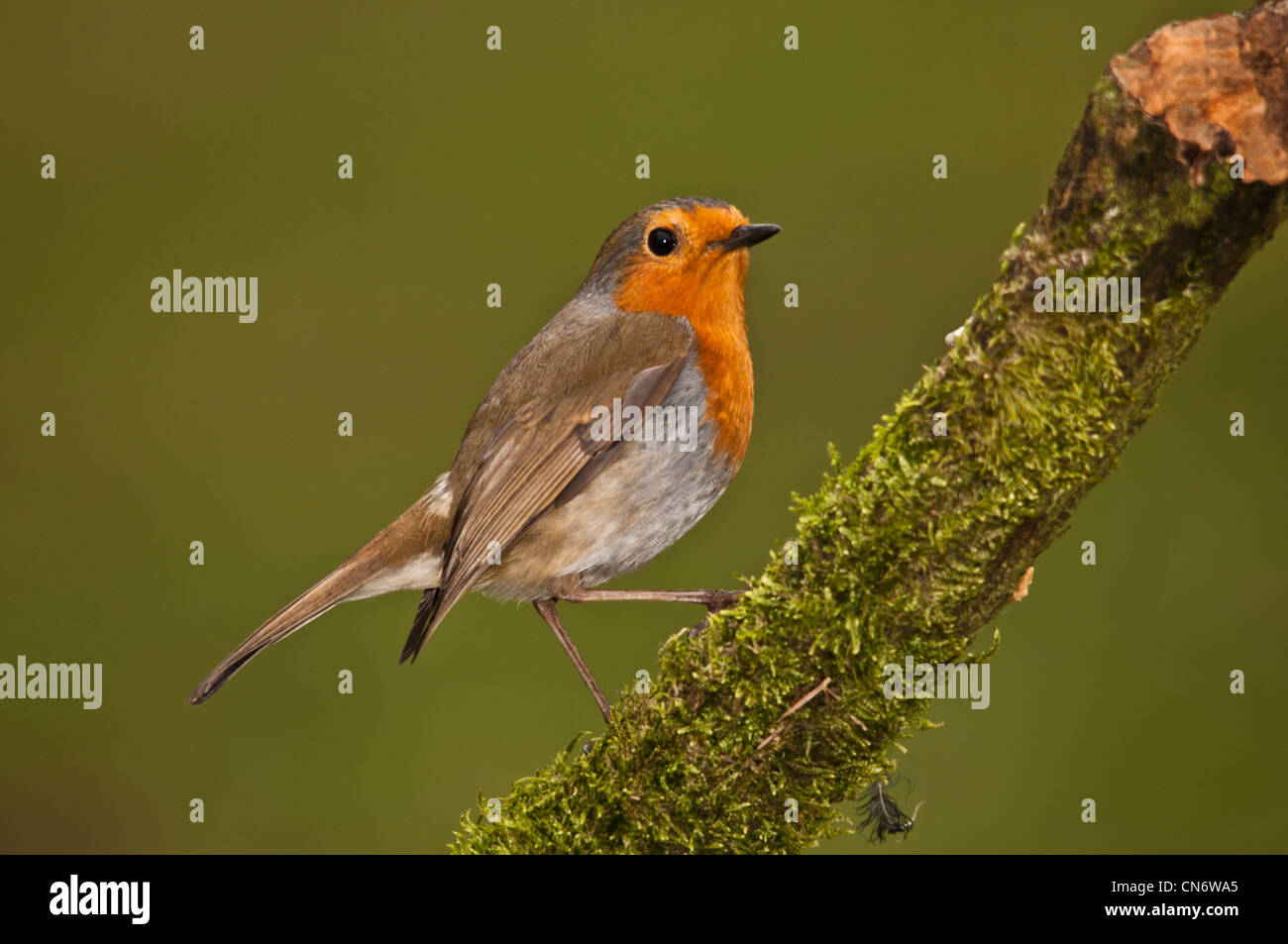A Robin on a moss covered perch Stock Photo - Alamy