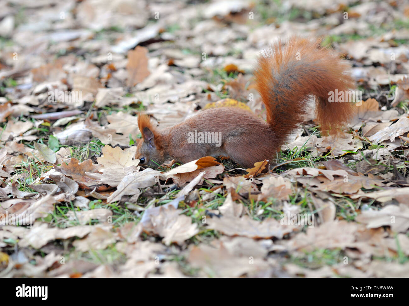 squirrel on leaves from oak tree Stock Photo - Alamy