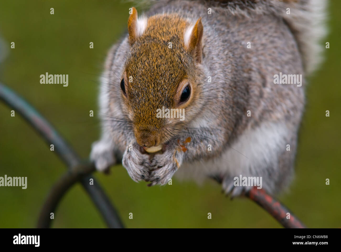 The eastern gray squirrel Stock Photo - Alamy