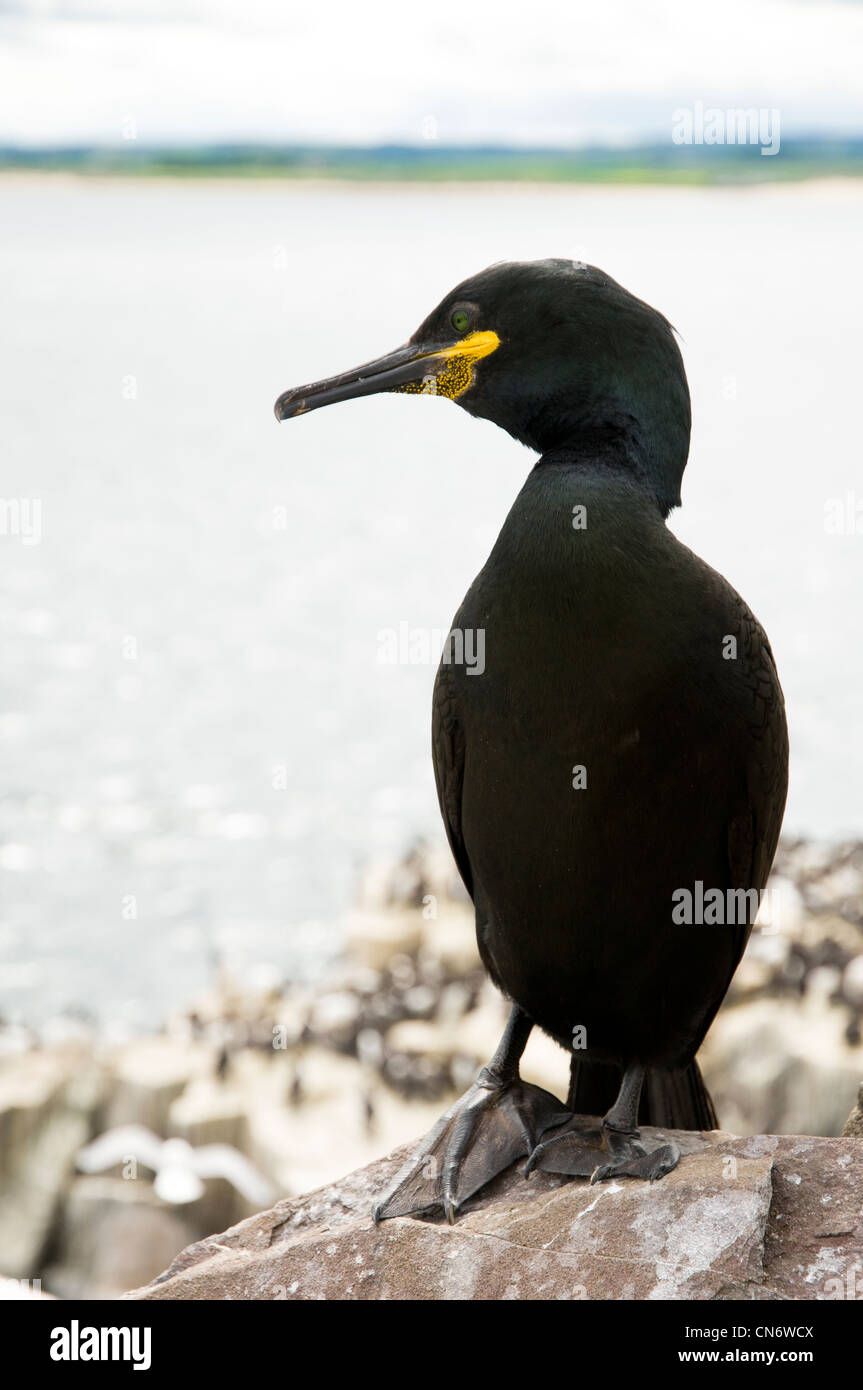 Seabird shag hi-res stock photography and images - Alamy