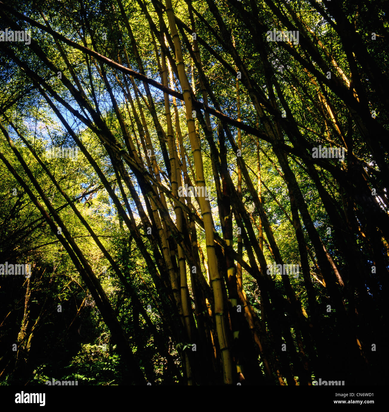 Bamboo texture in jungle setting Stock Photo - Alamy