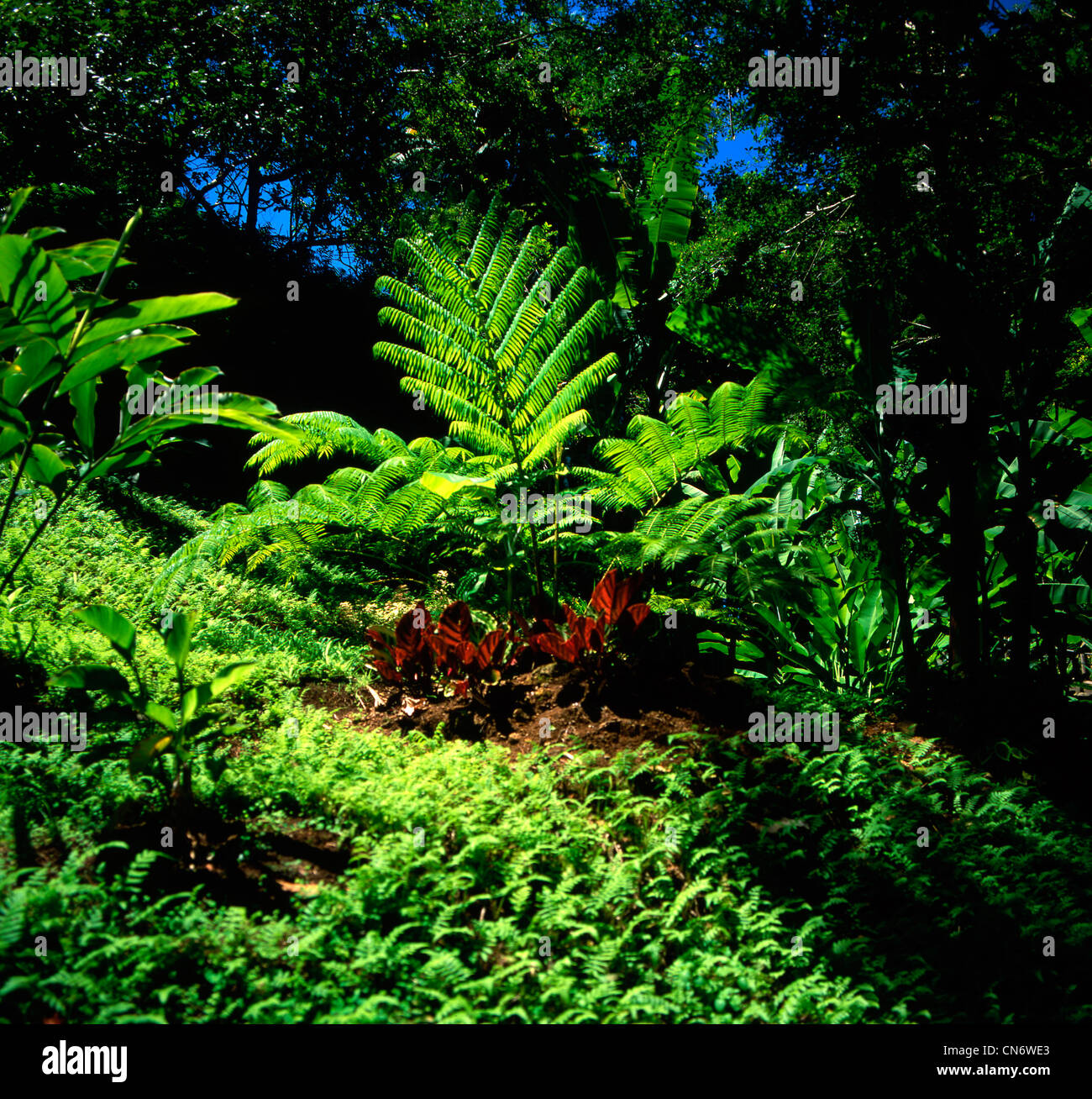 Hawaii big island forest ferns hi-res stock photography and images - Alamy