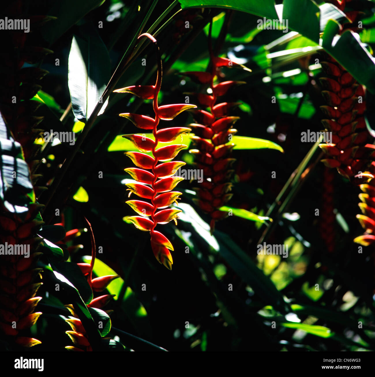 Hanging lobster claw Heliconia exotic plant Hawaii Stock Photo - Alamy