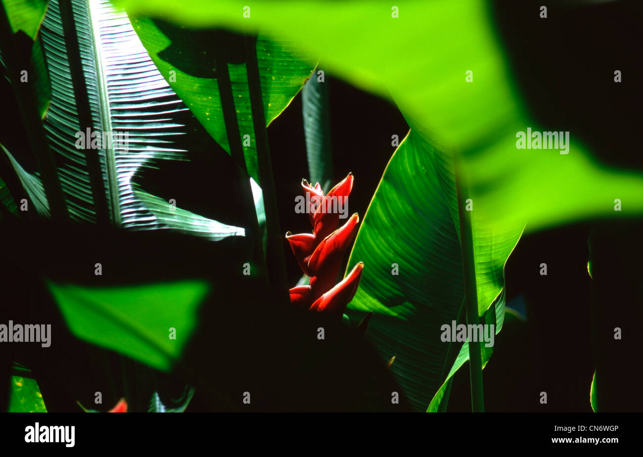Red Firebird Heliconia tropical plant in jungle setting Hawaii Stock ...