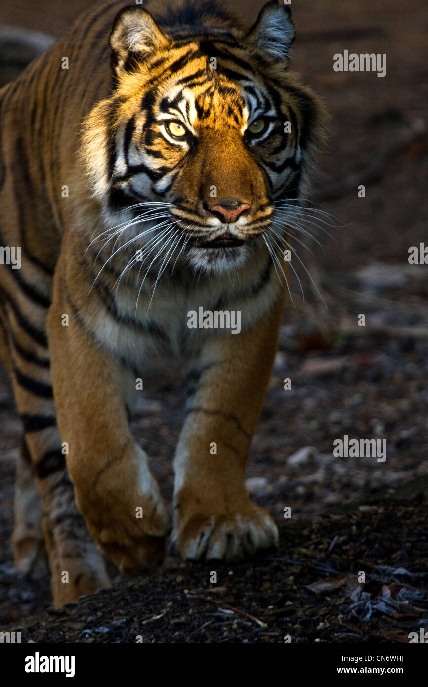 Tiger in the shadows hi-res stock photography and images - Alamy
