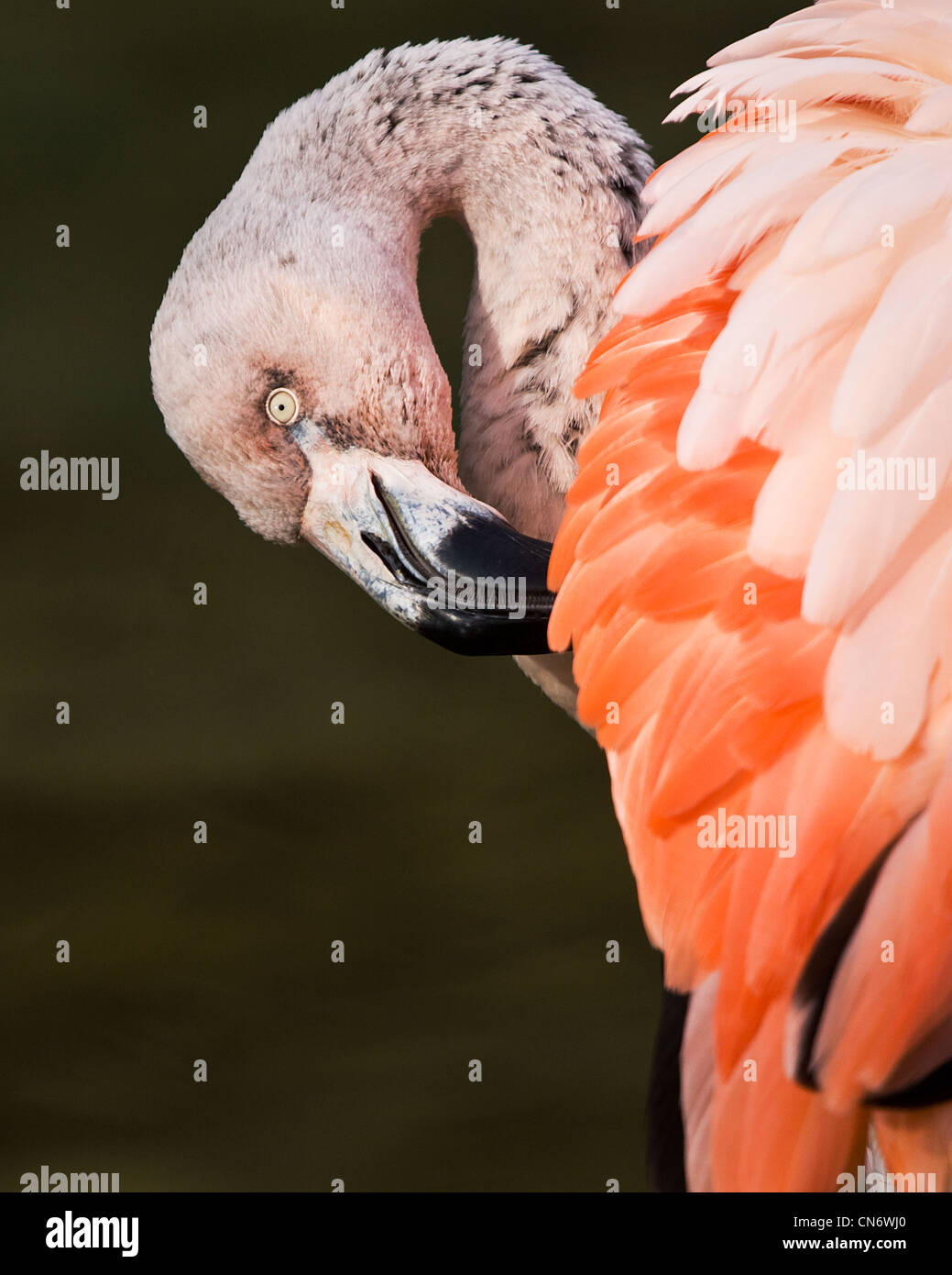 Flamingo preening hi-res stock photography and images - Alamy