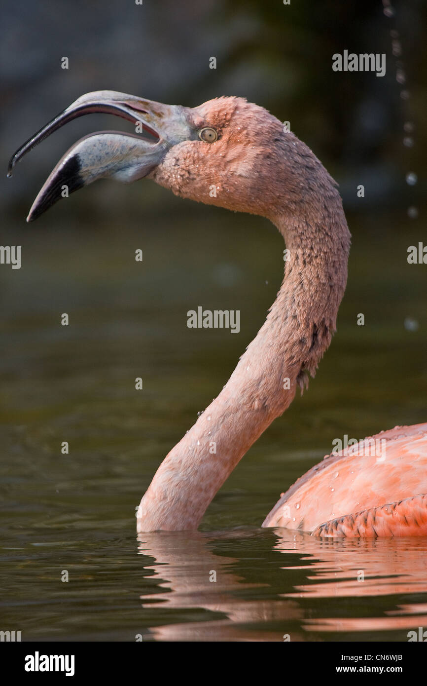 Flamingo close up hi-res stock photography and images - Alamy