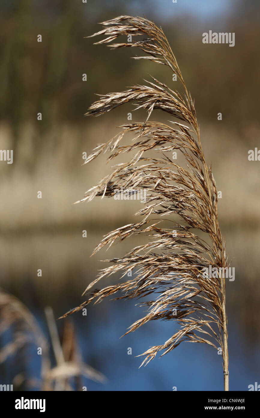 Common Reed at Stodmarsh Nature Reserve Stock Photo - Alamy