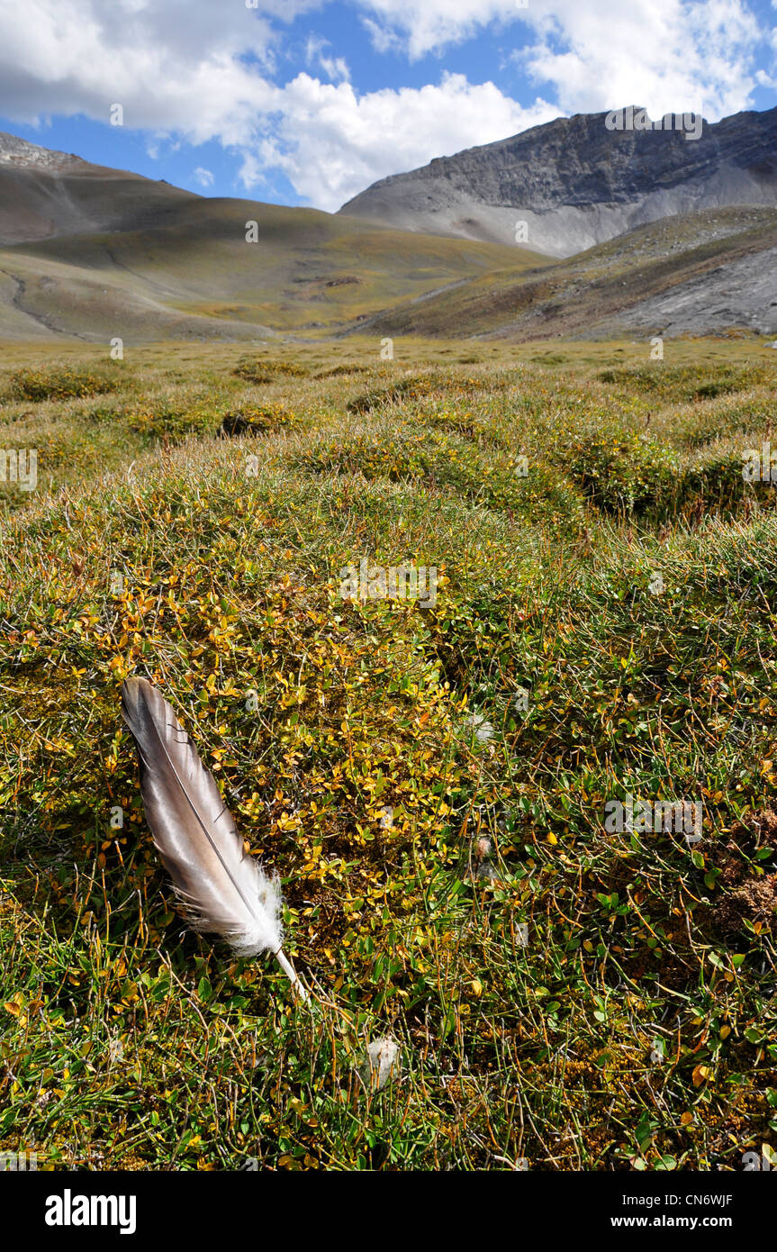 Feather In Our Cap High Resolution Stock Photography and Images - Alamy