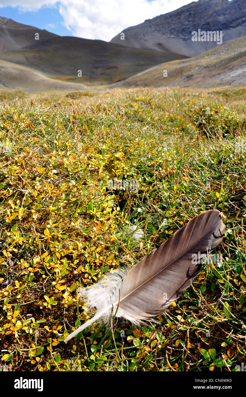 Feather laying on alpine meadow, high in Oregon's Wallowa Mountains ...
