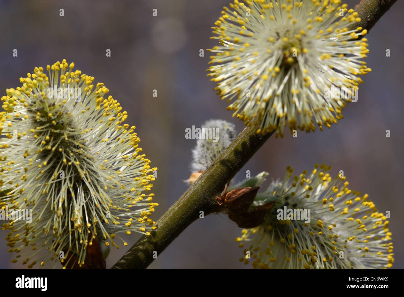 Salix in flower Stock Photo - Alamy