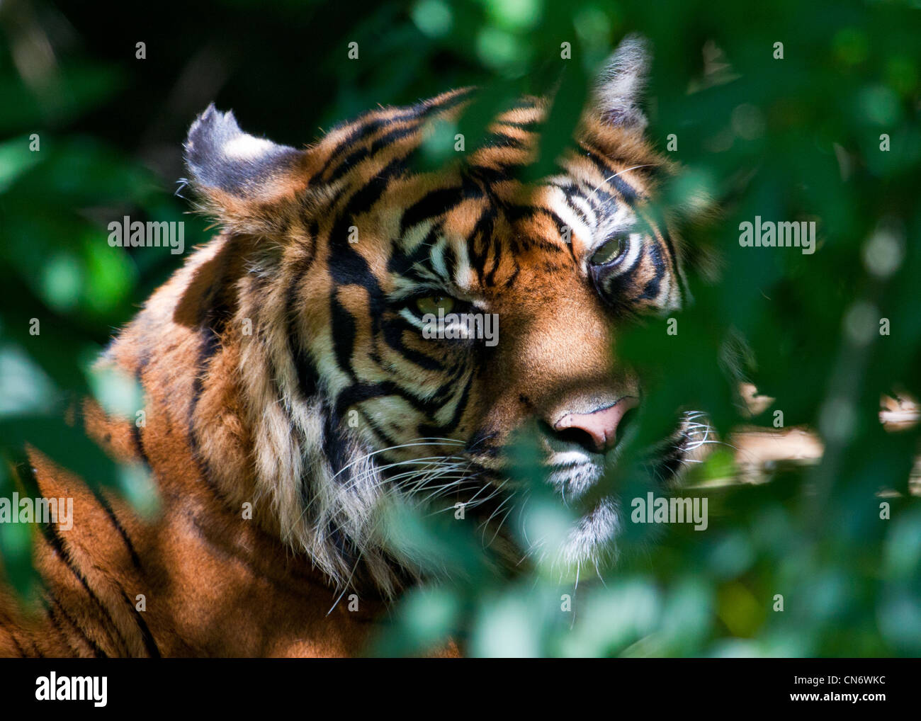 Hiding tiger hi-res stock photography and images - Alamy