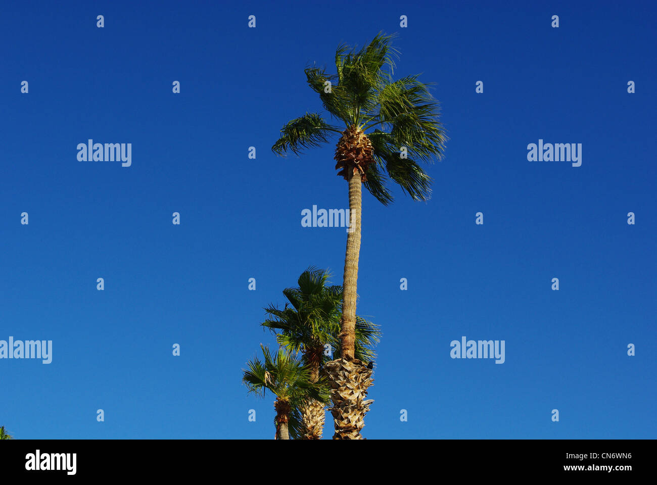 Havasu palms hi-res stock photography and images - Alamy