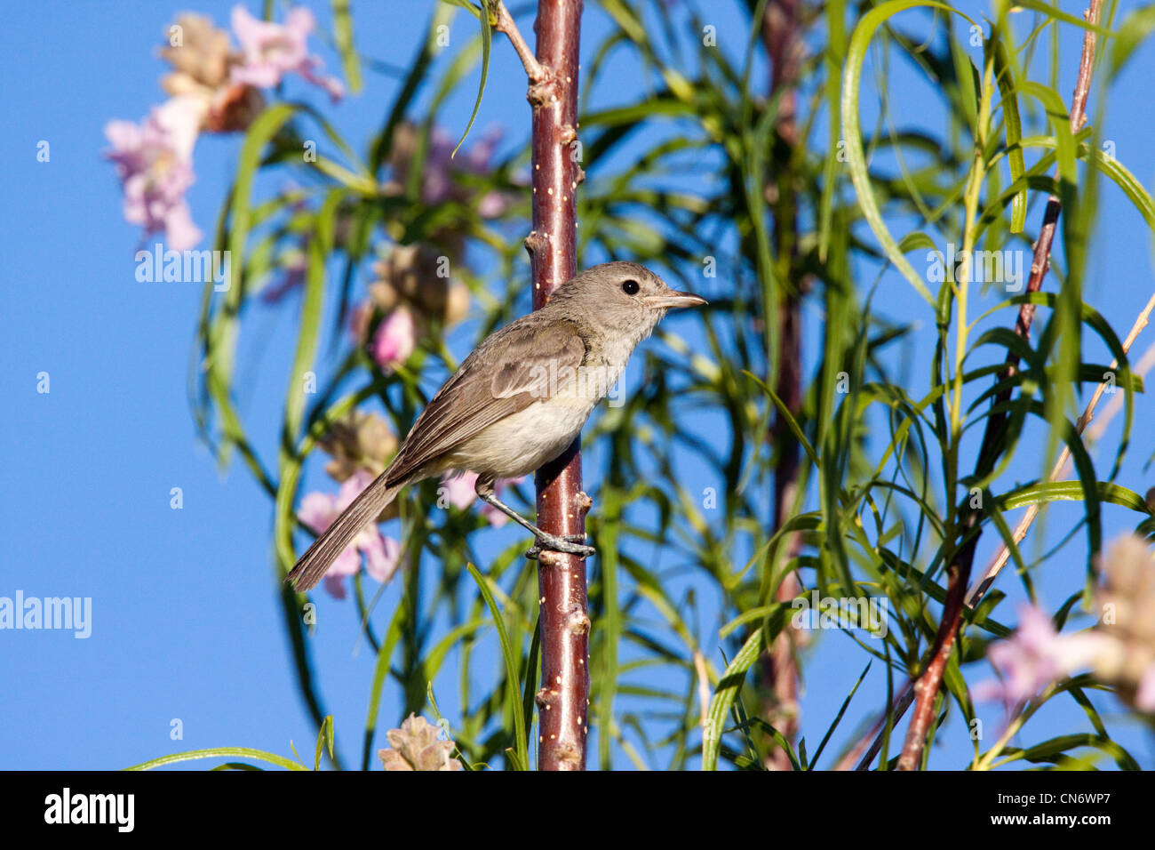 Bell's Vireo Vireo bellii arizonae Tucson, Pima County, Arizona, United ...