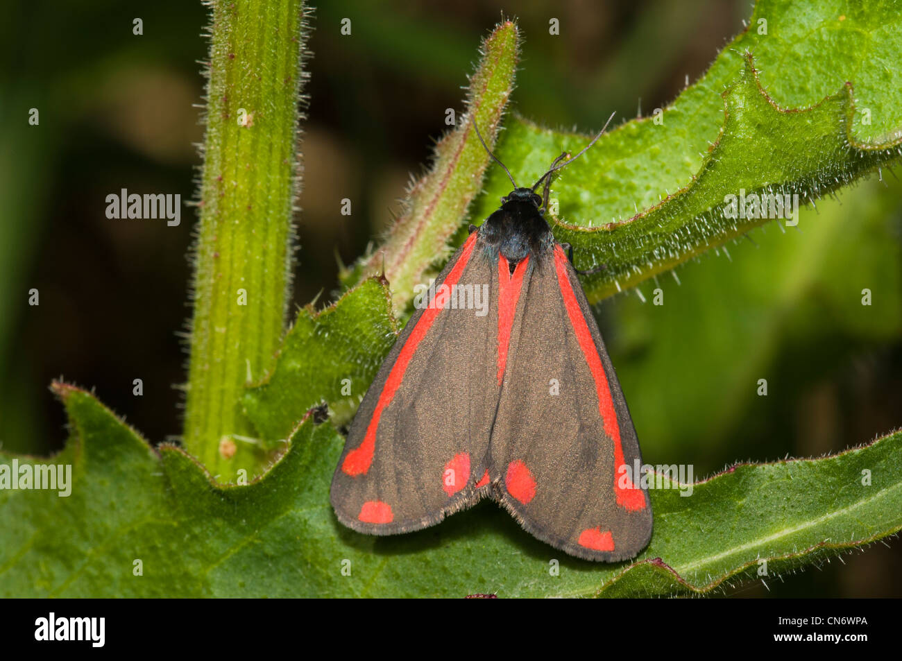 A cinnabar moth (Tyria jacobaeae) on a thistle leaf at Crossness Nature ...