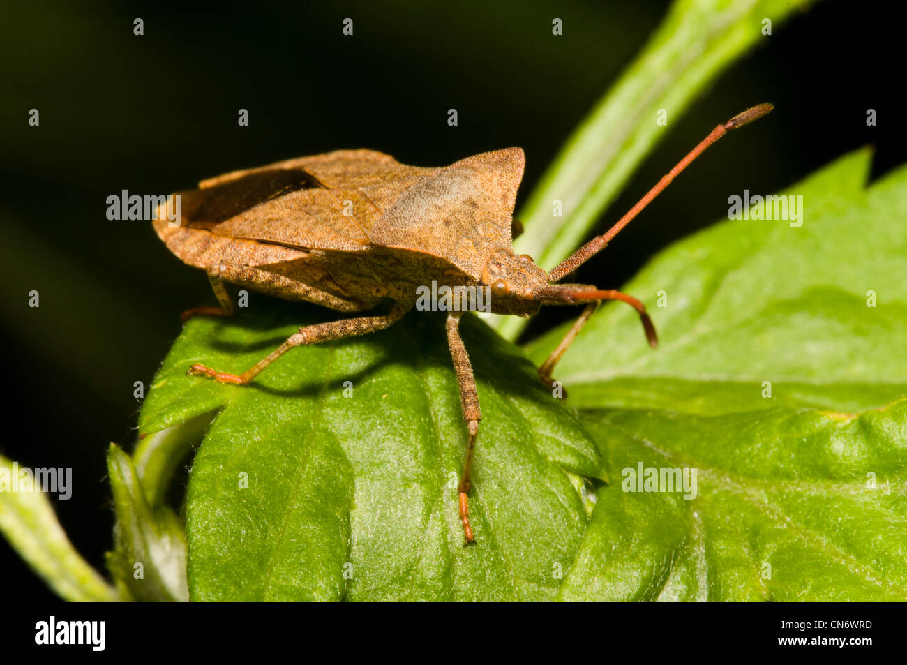 A dock bug (Coreus marginatus) on a leaf at Crossness Nature Reserve ...