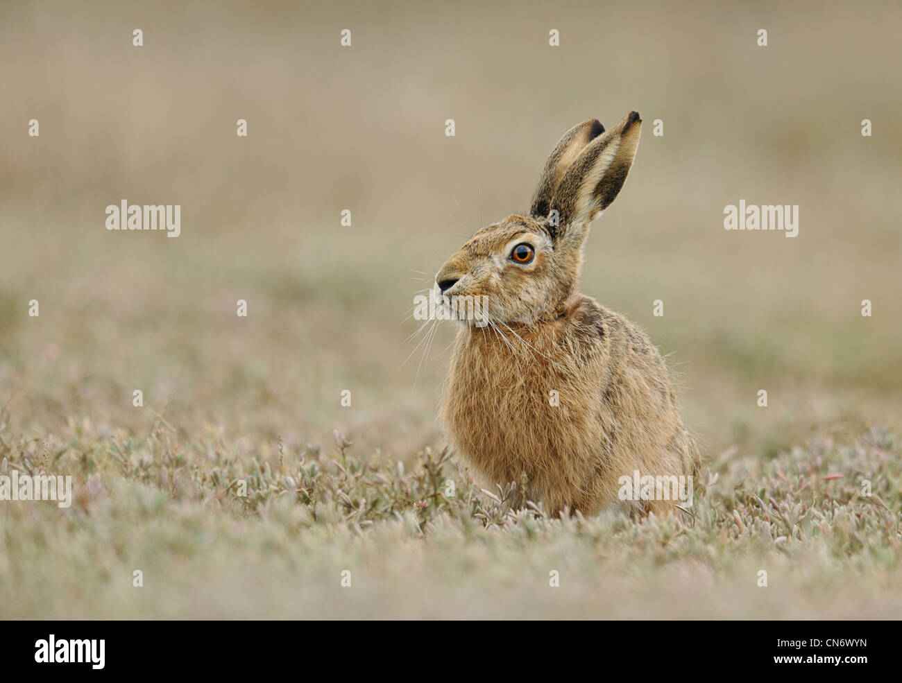 Eastern hare hi-res stock photography and images - Alamy