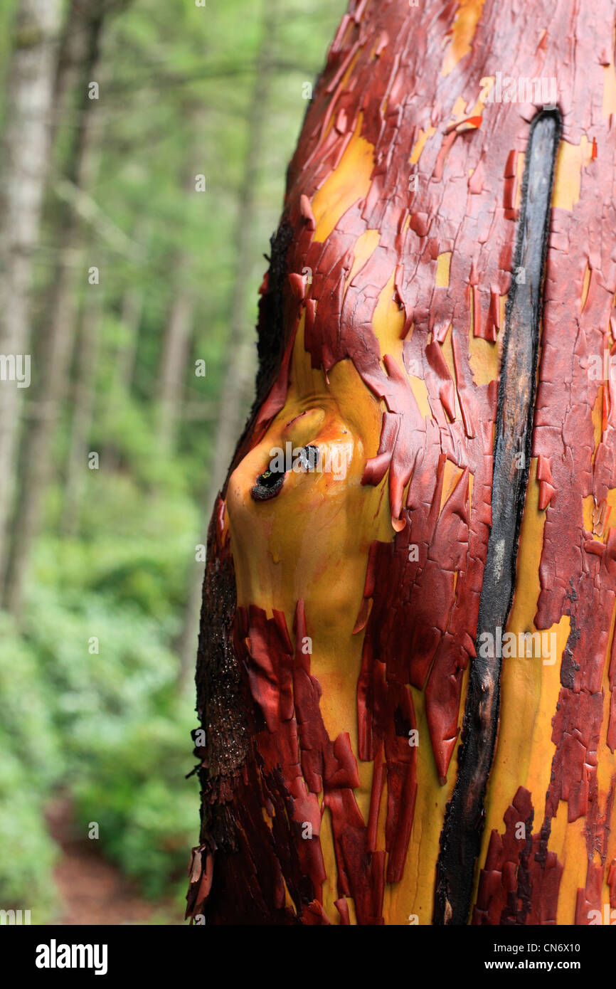 Arbutus tree with peeling bark and scar with green tree forest in the ...