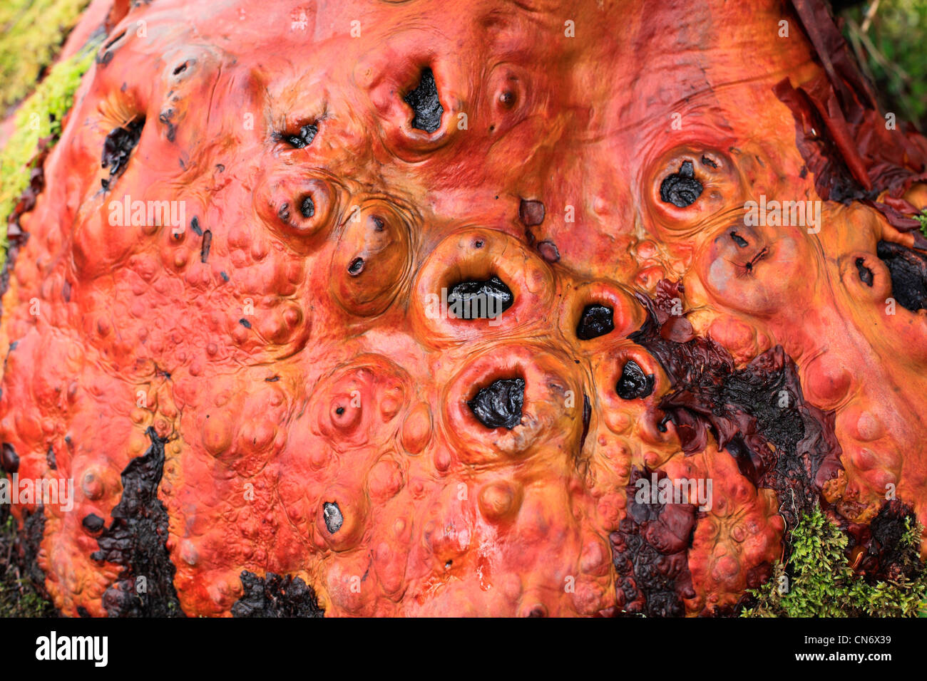 Tree red trunk fruit hi-res stock photography and images - Alamy