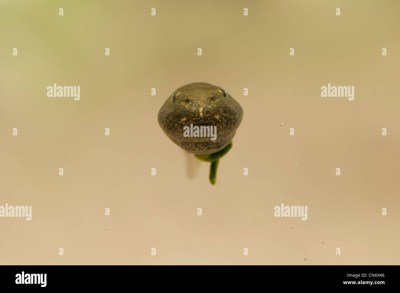 common frog tadpole seen face on. Photographed in a tank and returned ...