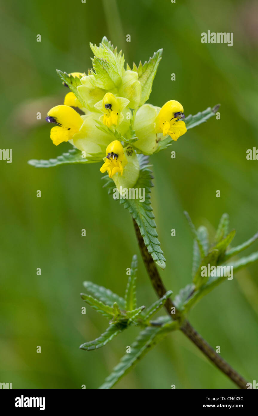 Yellow-rattle (Rhinanthus minor) flowering at RSPB Strumpshaw Fen ...