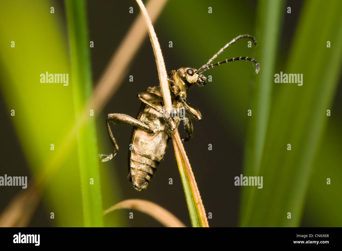 A leaf beetle (Donacia vulgaris) clinging to a reed at RSPB Strumpshaw ...