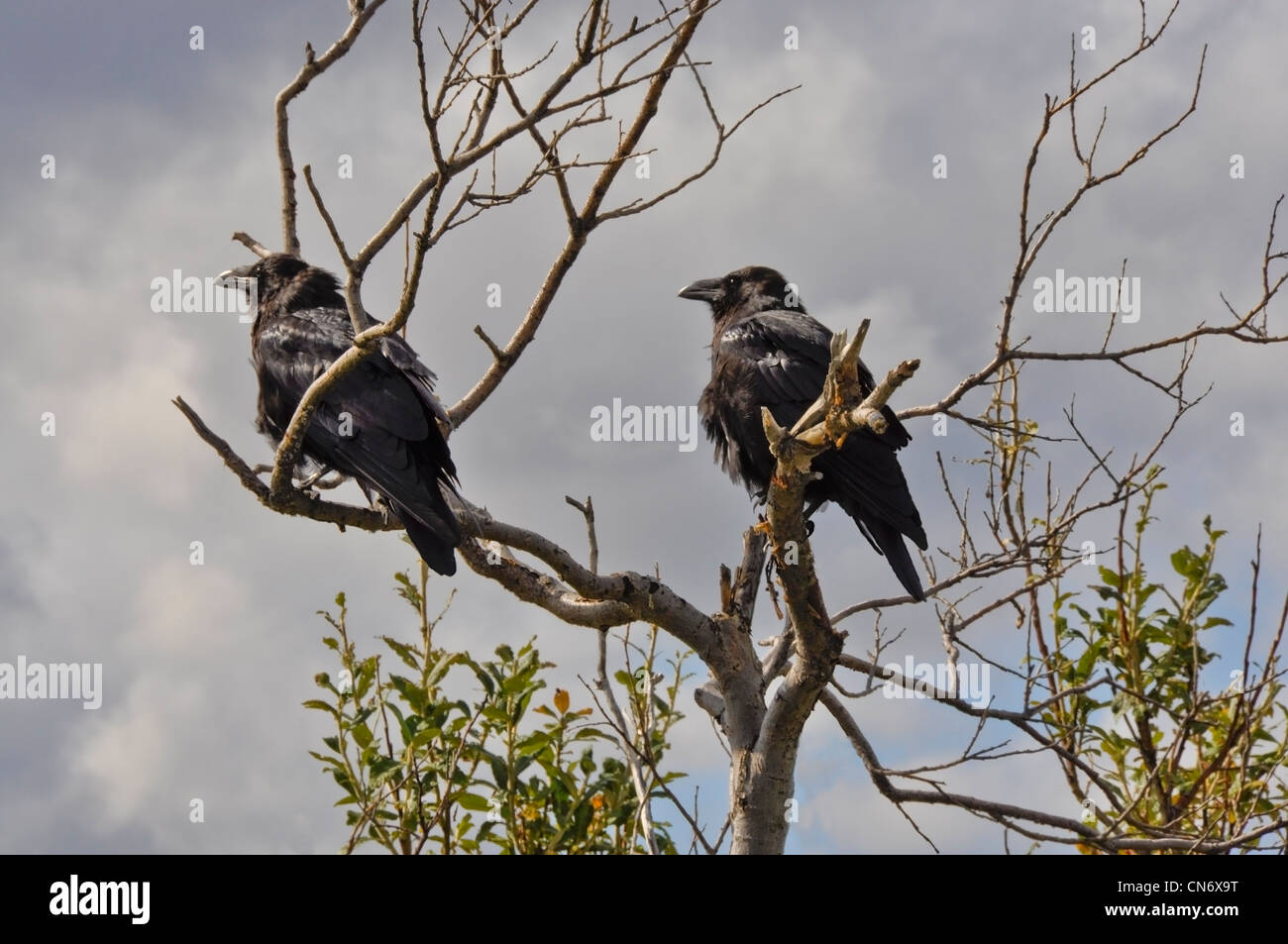 Common Raven (Corvus corax) pair. Common throughout Alaska this pair ...