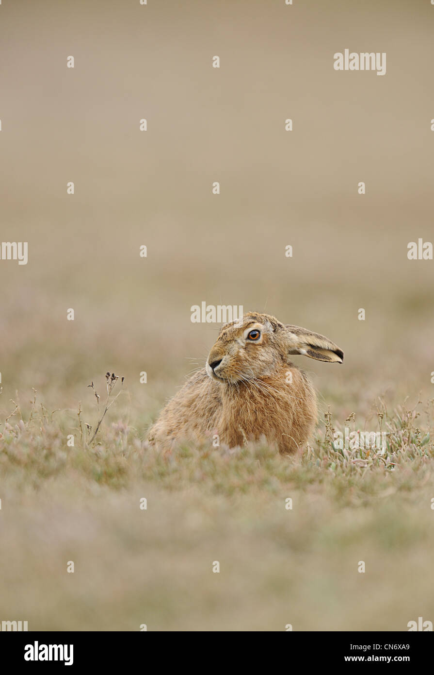 Eastern prairie hare hi-res stock photography and images - Alamy